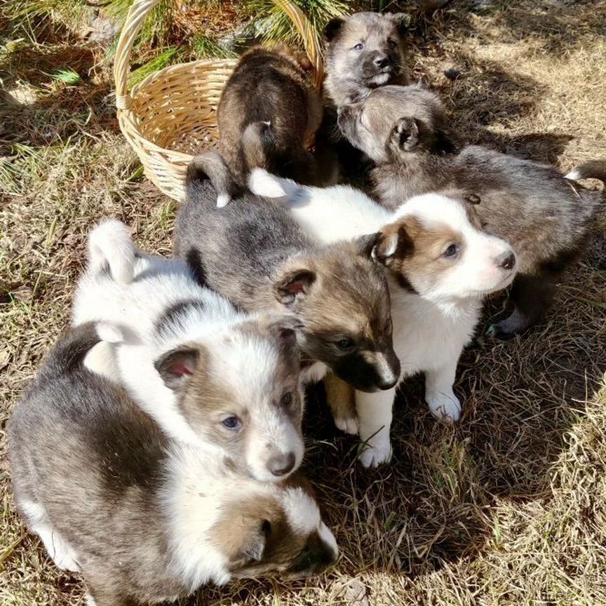 Восточносибирская лайка, щенок