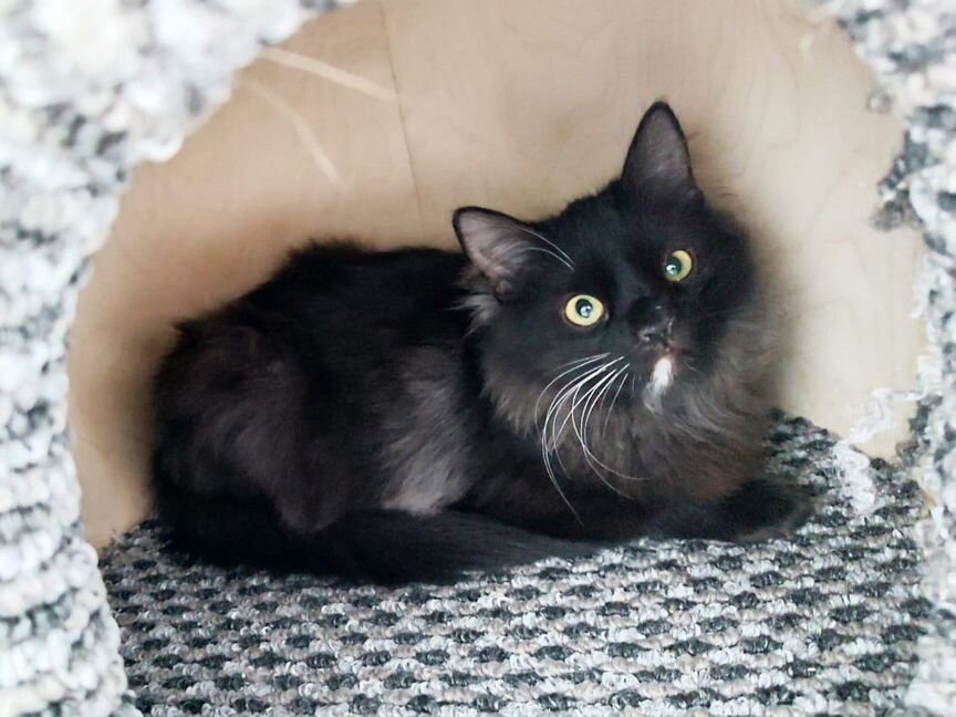 Кошка котенок бесплатно пушистая