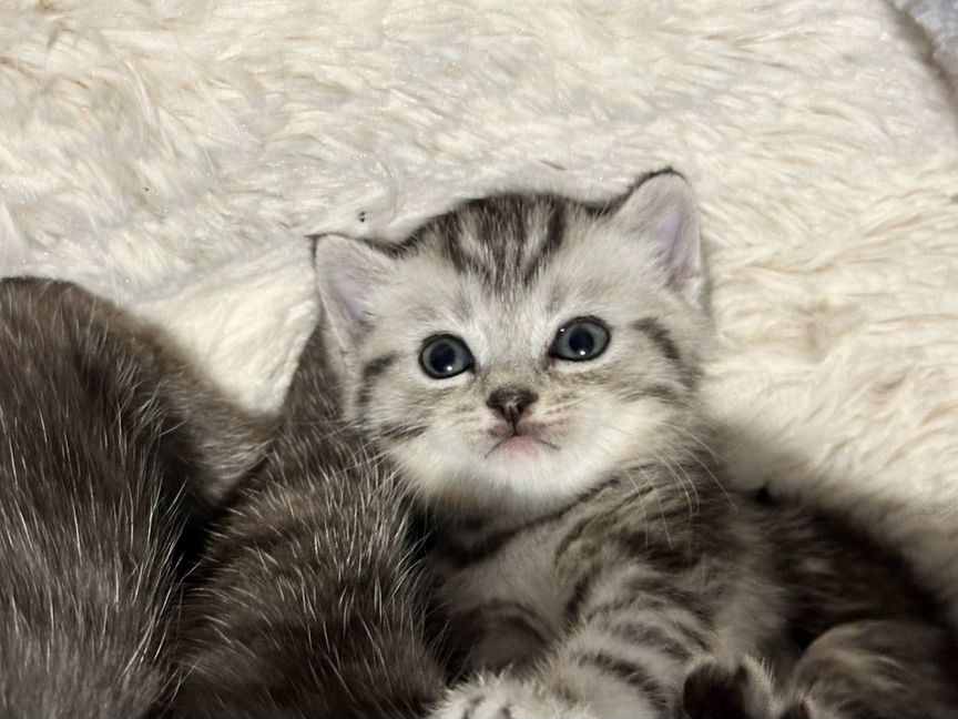 Шотландские котята