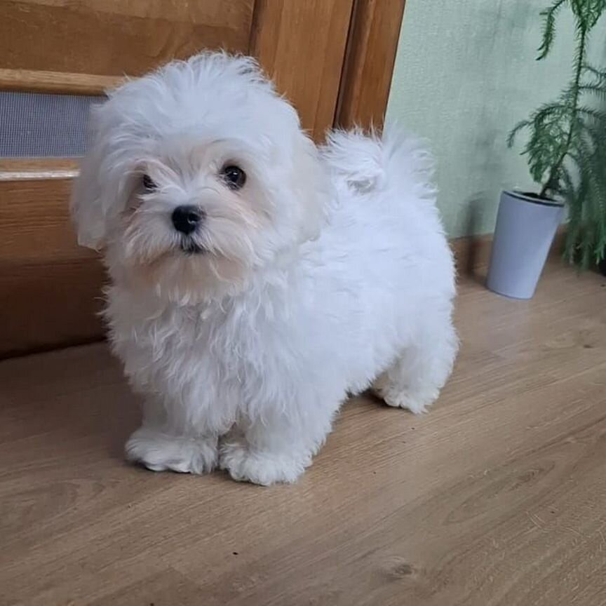 Мальтезе мальчишка