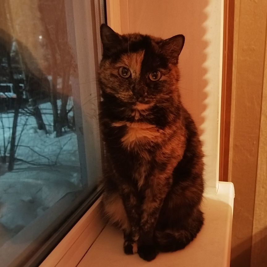 Кошка 2- 3 года, в хорошие руки