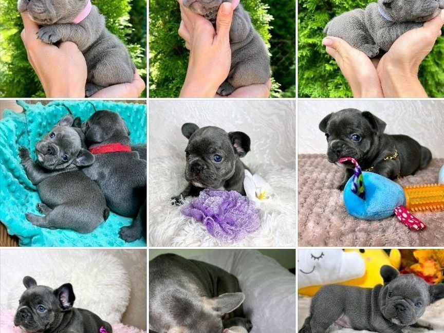 Французский бульдог мини