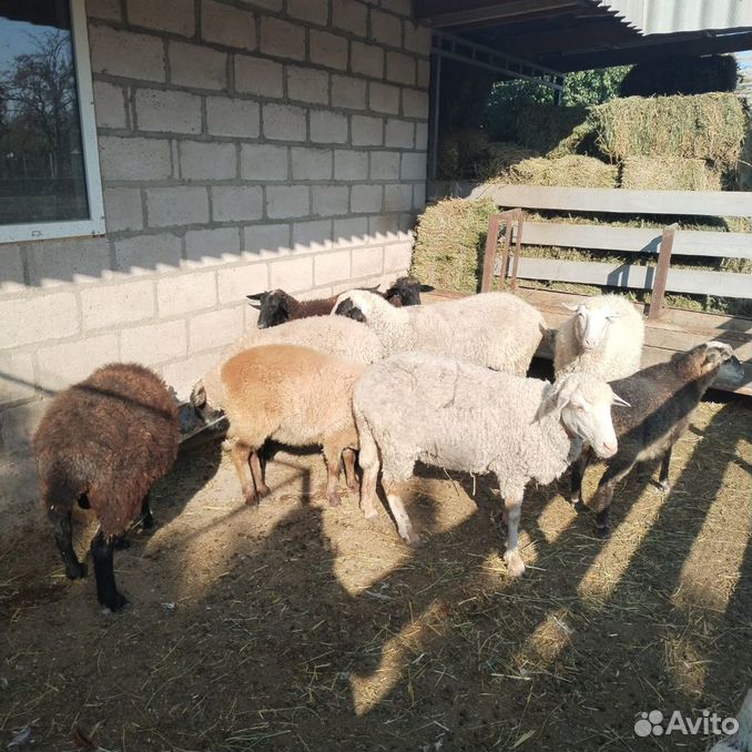 Ярки и ягнята