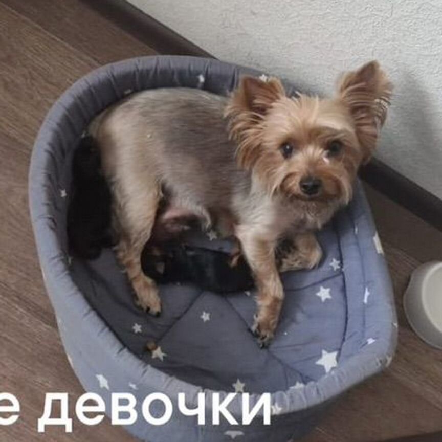 Щенок девочка йоркширский терьер