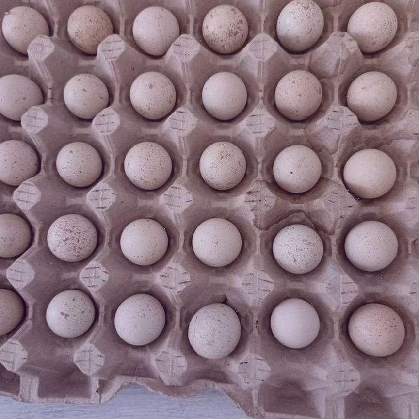 Инкубационное яйцо кеклика