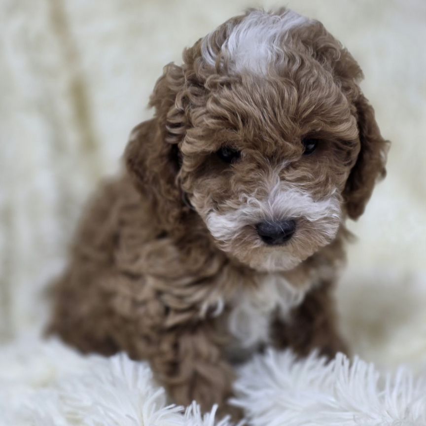 Мальтипу, щенок