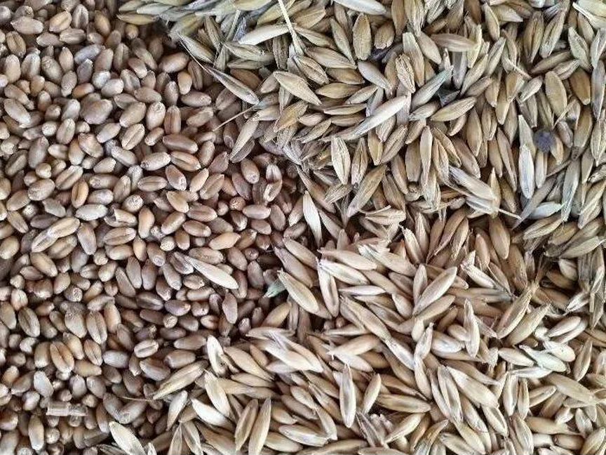 Зерно пшеница ячмень