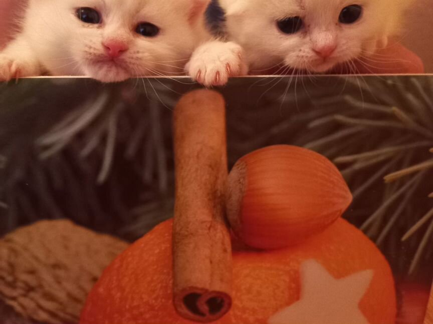 Шотландские котята