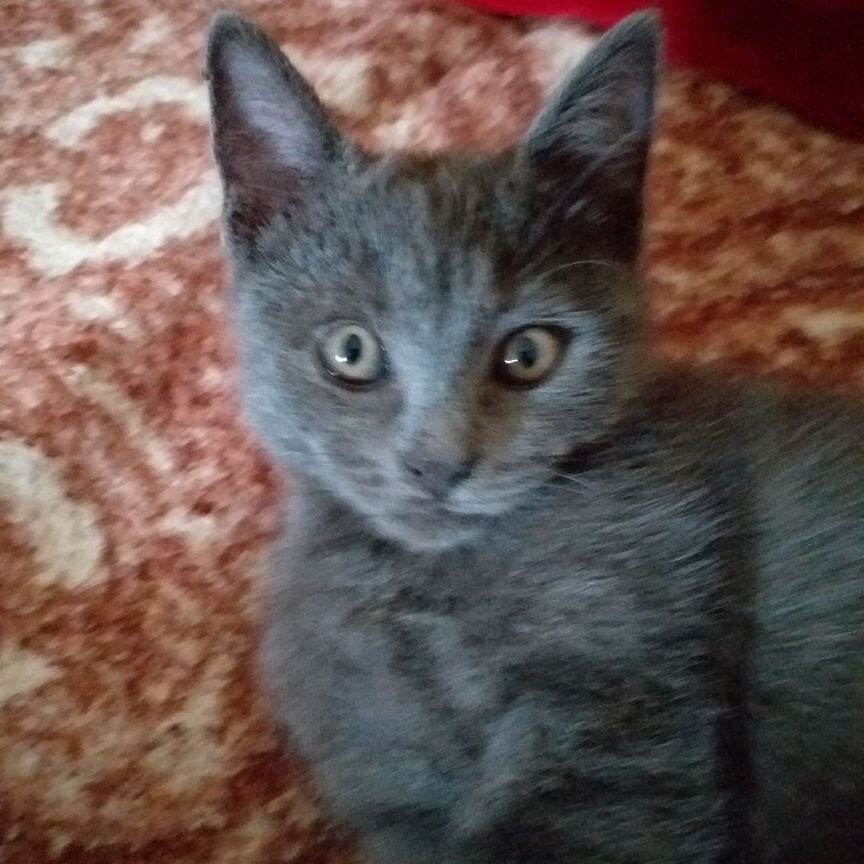 Котик- йосик