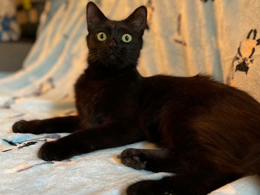 Черная кошка с зелеными глазами
