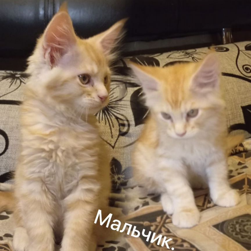 Котята мейн-кун