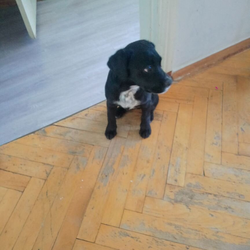 Отдам в хорошие руки умного мальчика