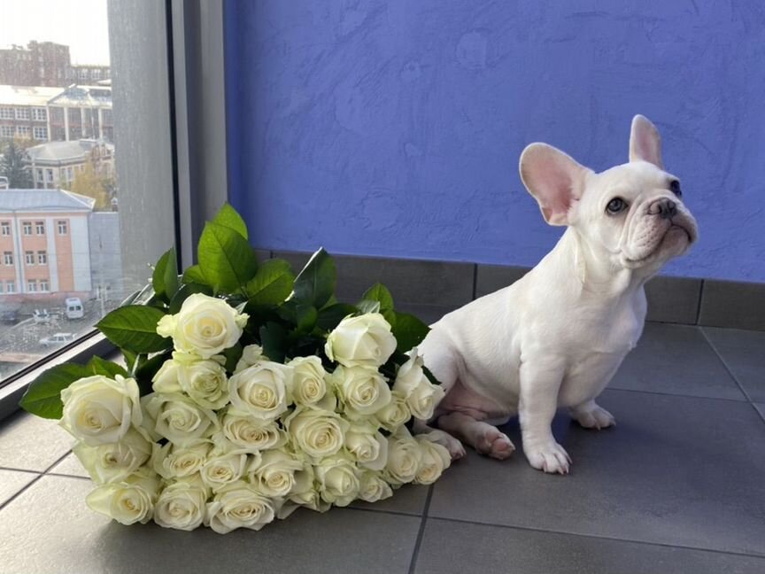 Кобель французский бульдог для вязки