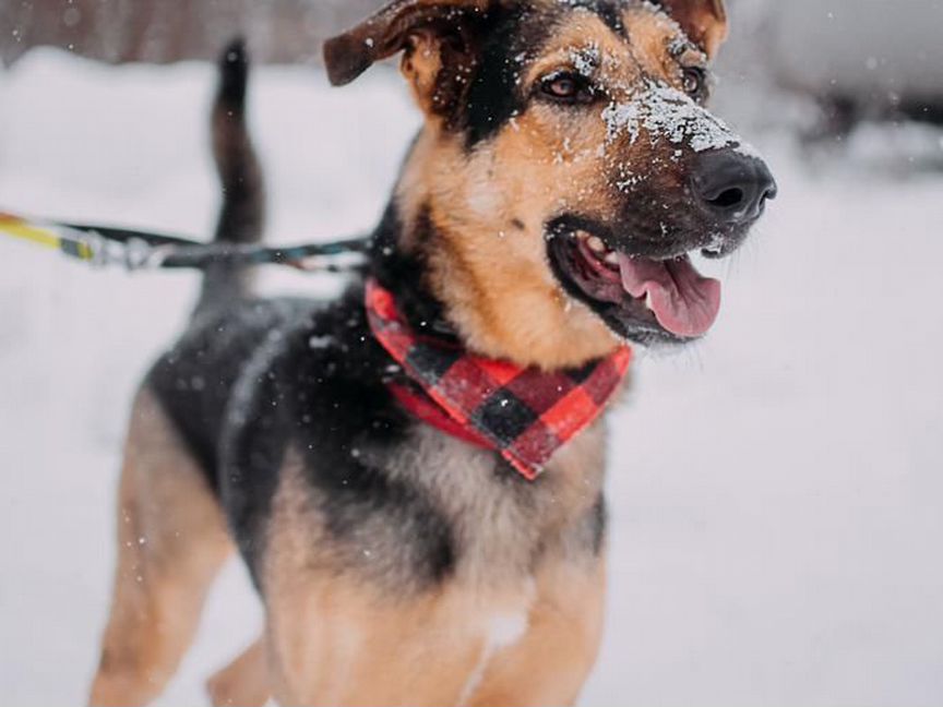 Собака в добрые руки