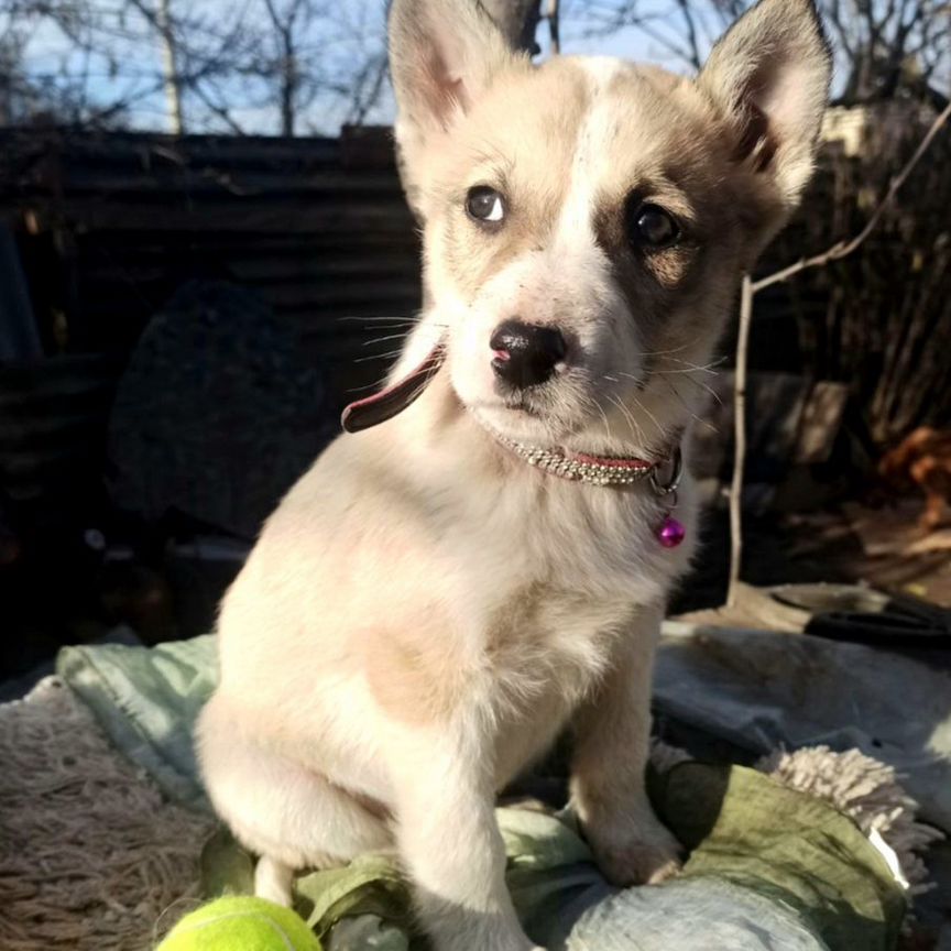 Красивый мальчик ищет дом