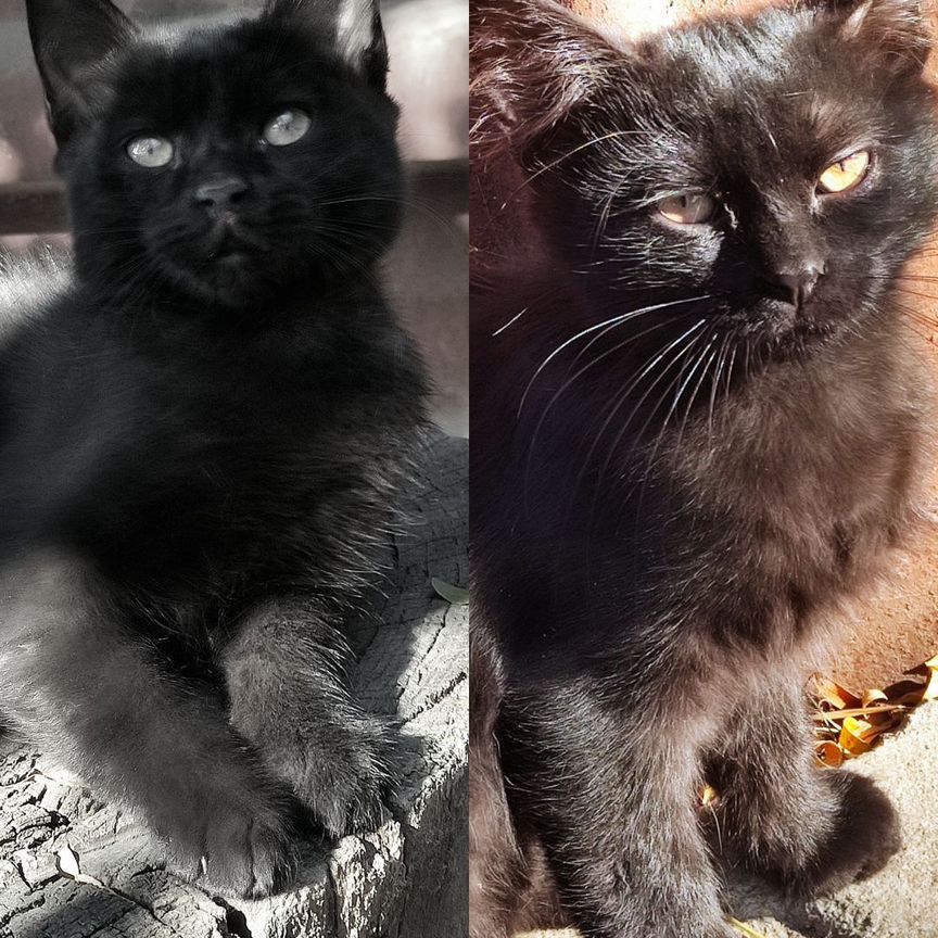 Котята в добрые руки мальчики