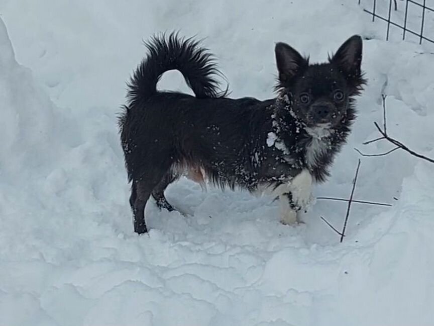 Чихуахуа мини девочка