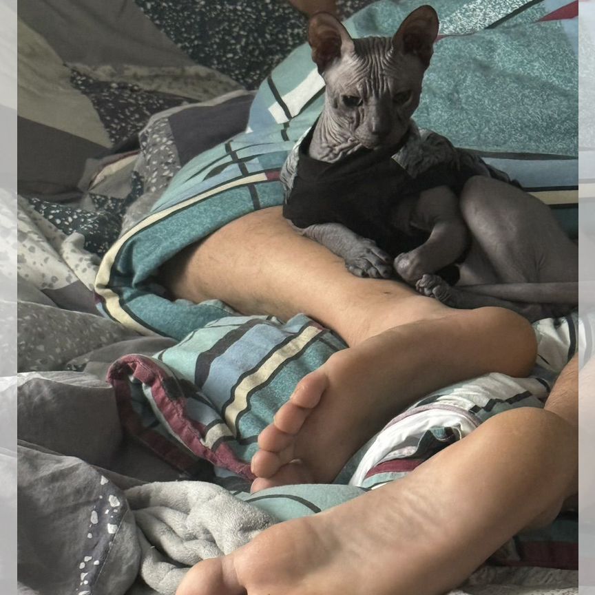 Канадский сфинкс, кот вязка