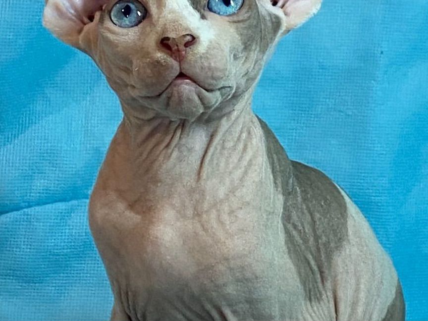 Эльф кошечка сфинкс