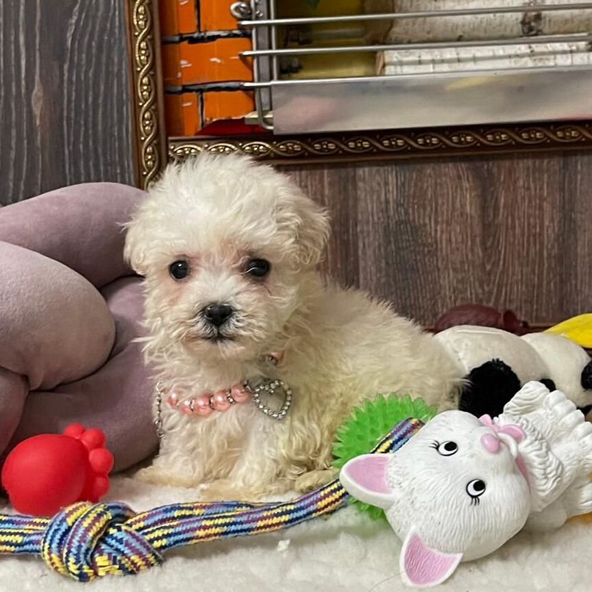 Мальтипу, щенок