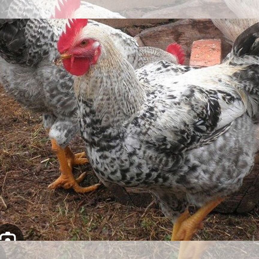 Цыплята Мастер грей