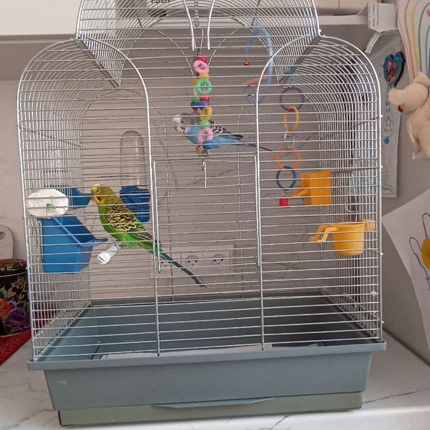 Волнистый попугай