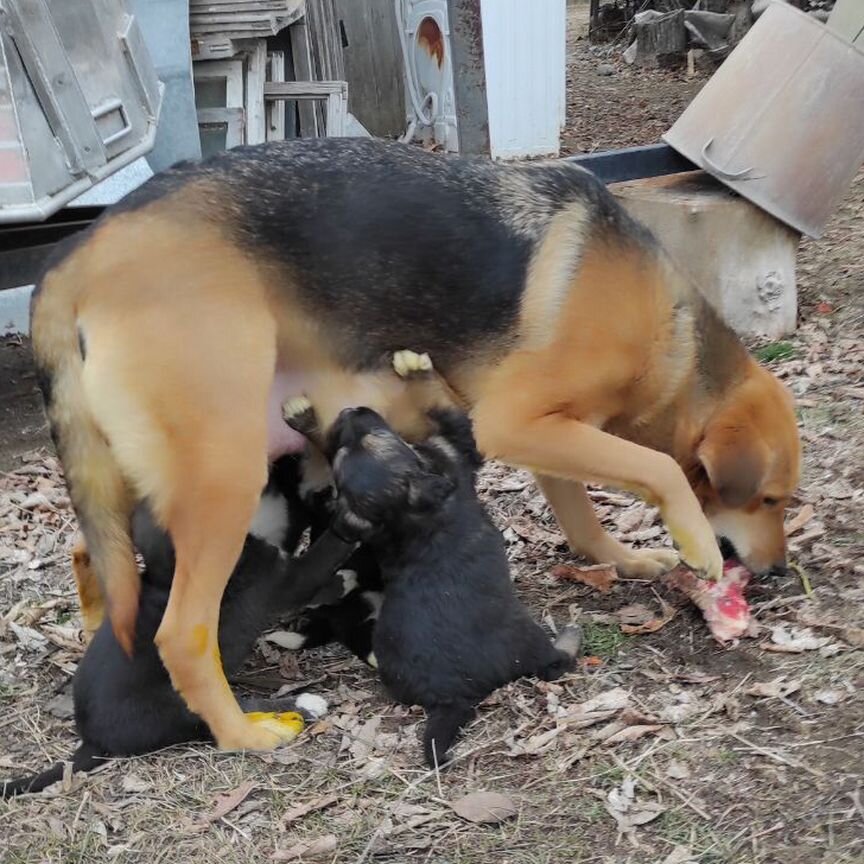 В надёжные руки надёжных друзей