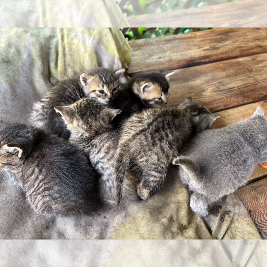 Отдам котят