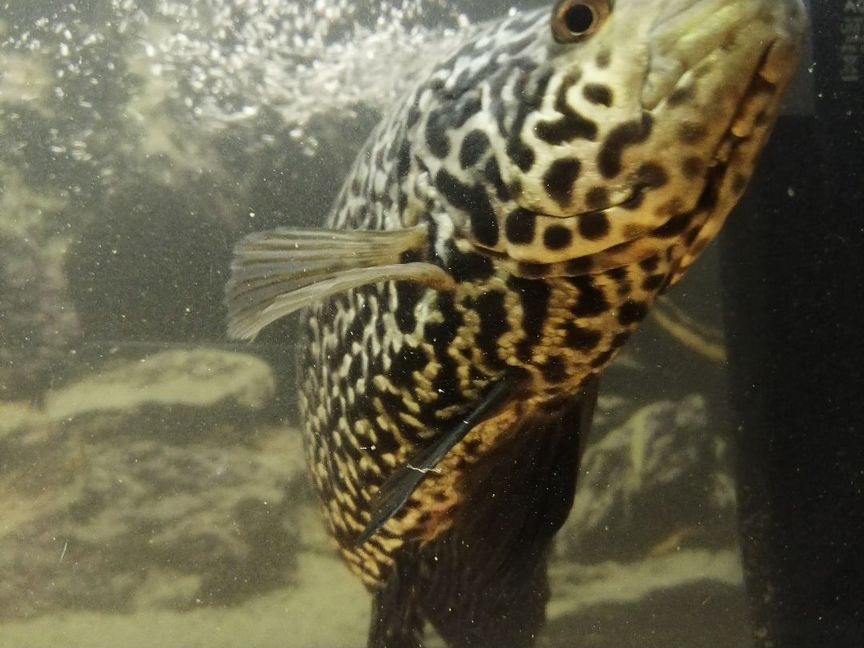 Малёк манагуанской цихлазомы 15-17мм