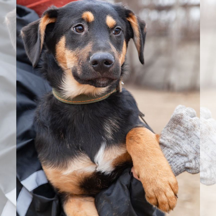 Щенок в добрые руки