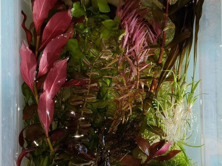 Аквариумные растения