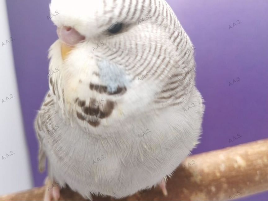 Чешата Выставочные волнистые попугаи