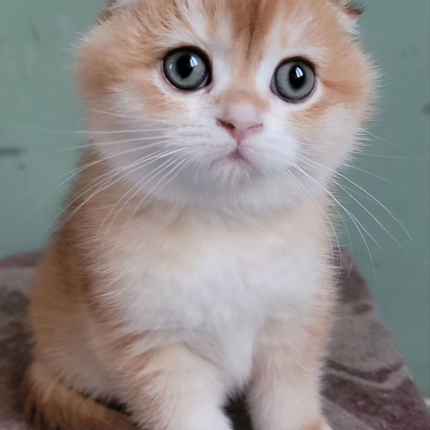 Шотландские вислоухие котята