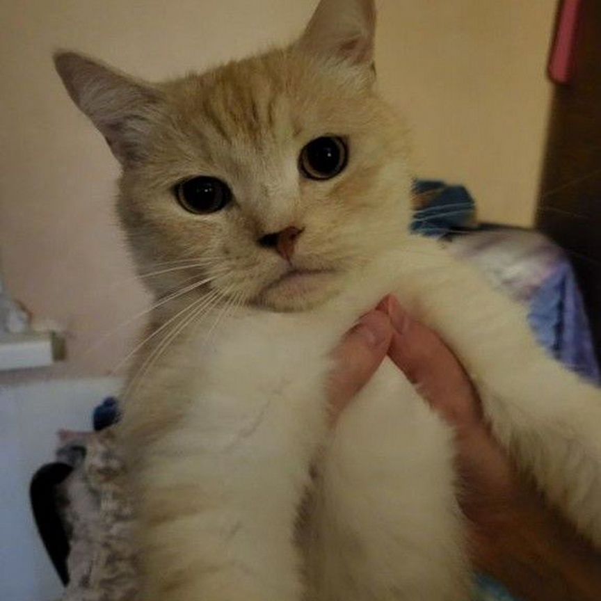 Тёма любвеобильный котик