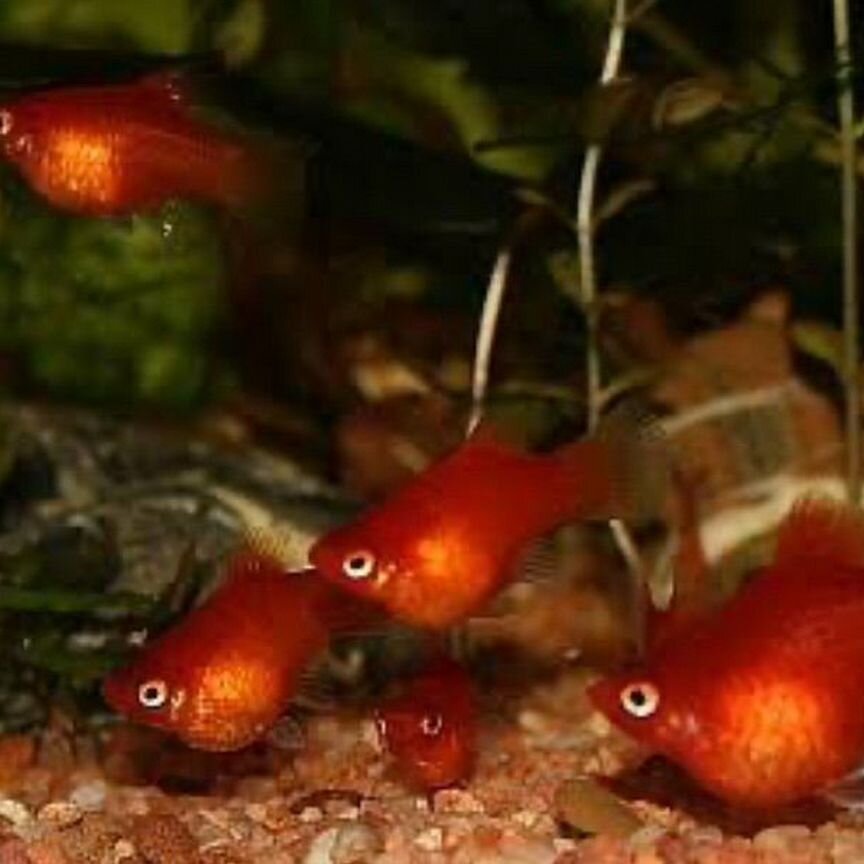 Пецилия красная