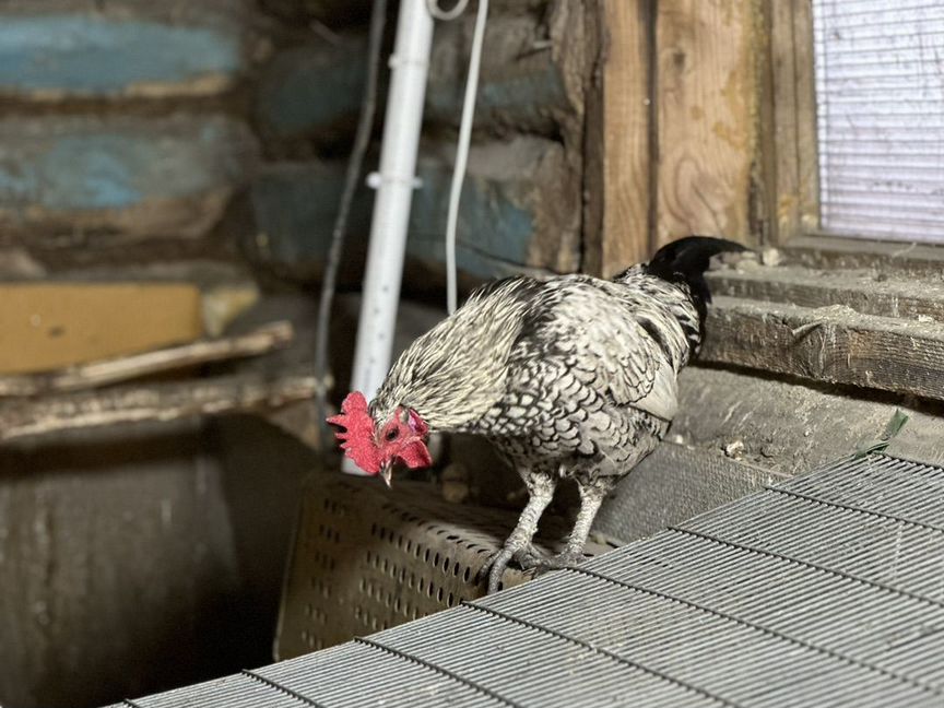 Петух сибрайт