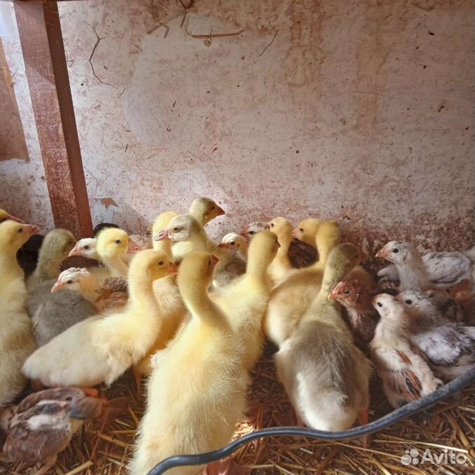Гусята двухнедельные