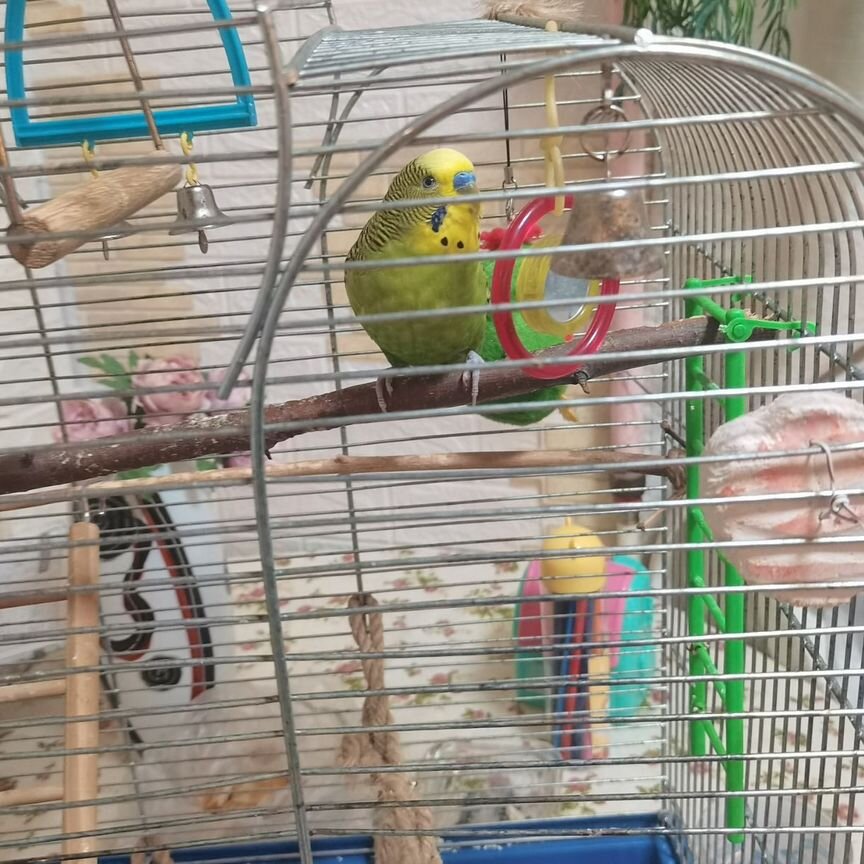 Волнистый попугай самец