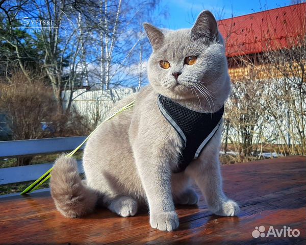 Лиловый Британский кот (Подросток)