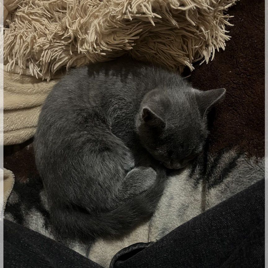 Котёнок в добрые руки