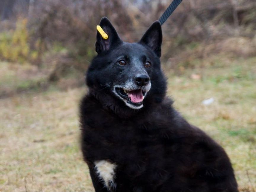 Кобель, среднего размера, доставим по Нижег. обл