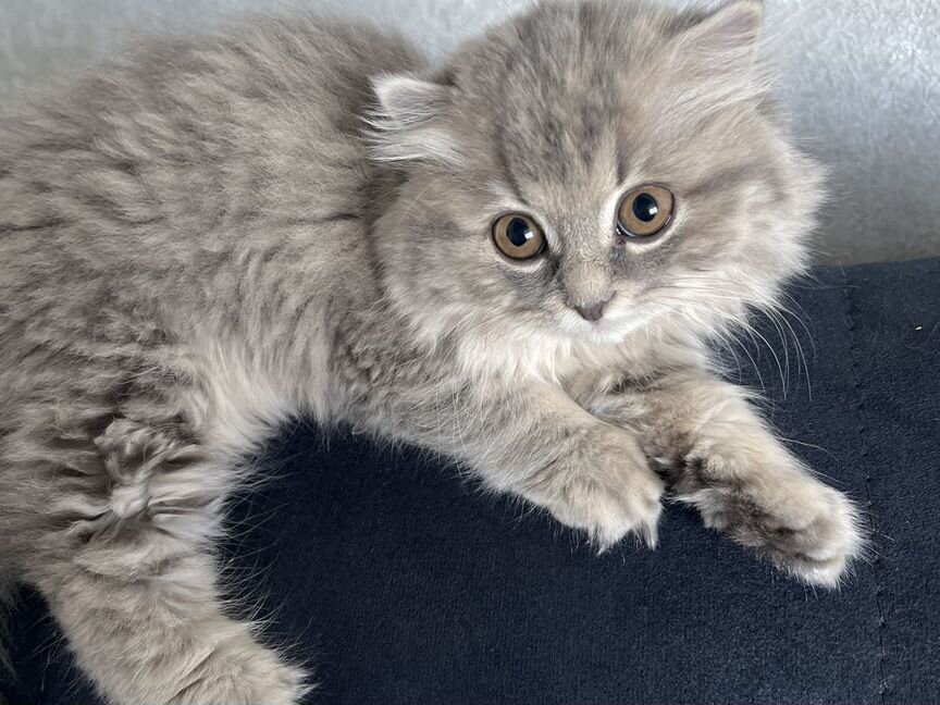 Шотландские котята