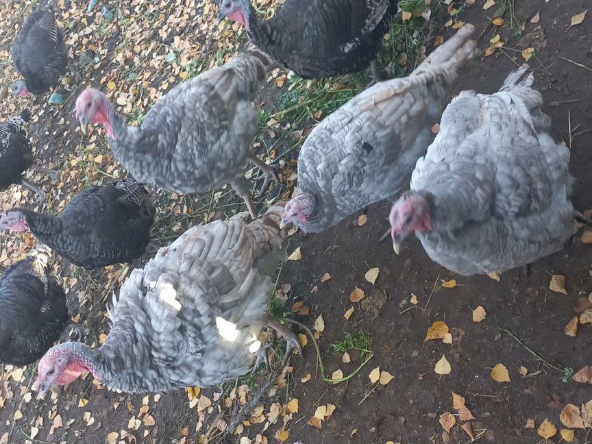 Продам индюков семьями