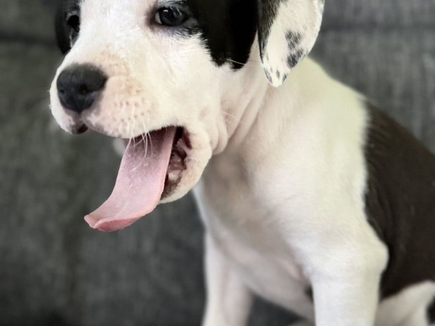 Щенки американского стаффордширского терьера