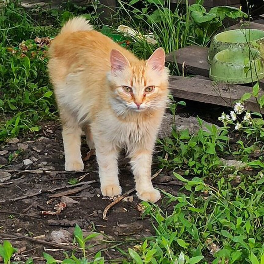 Бесплатно котята и взрослые рыжие