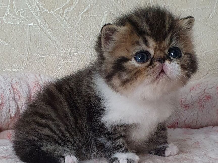 Малышка Баунти мини экзотика