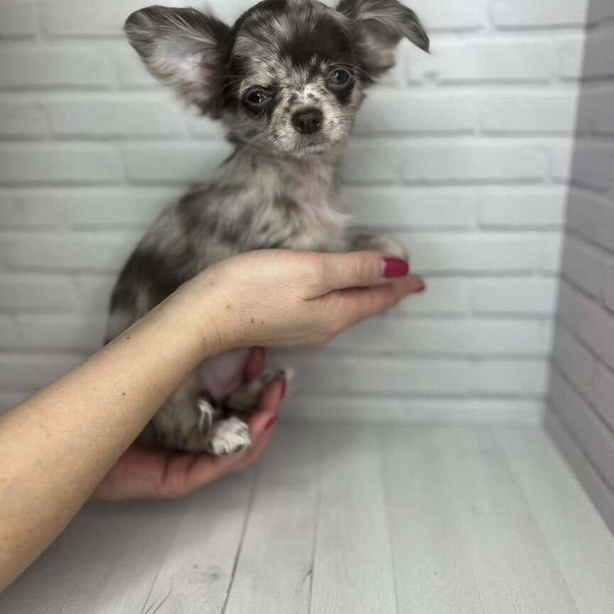 Чихуахуа мини