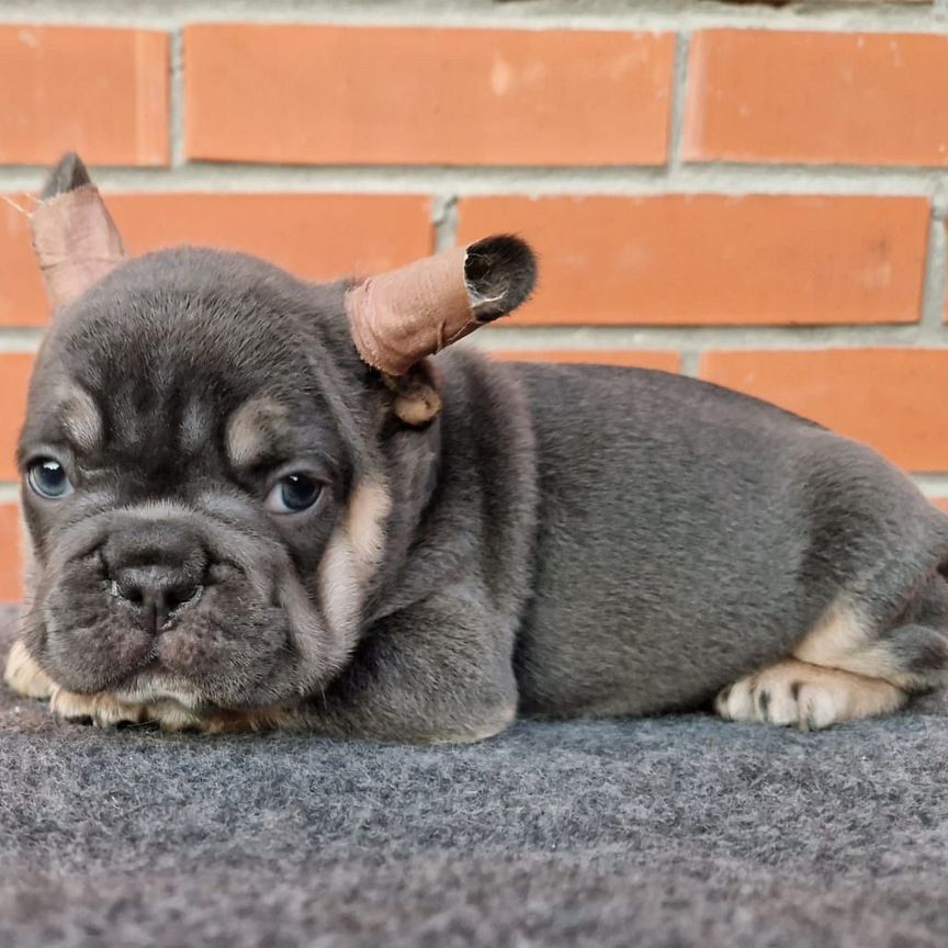 Щенок голубой француз мальчик