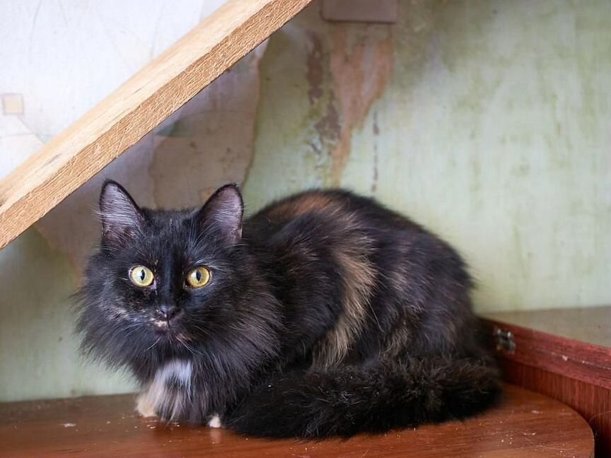 Маркиза из приюта ищет дом