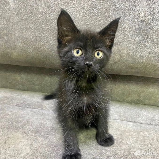 Милая девочка Гаечка ищет хозяев